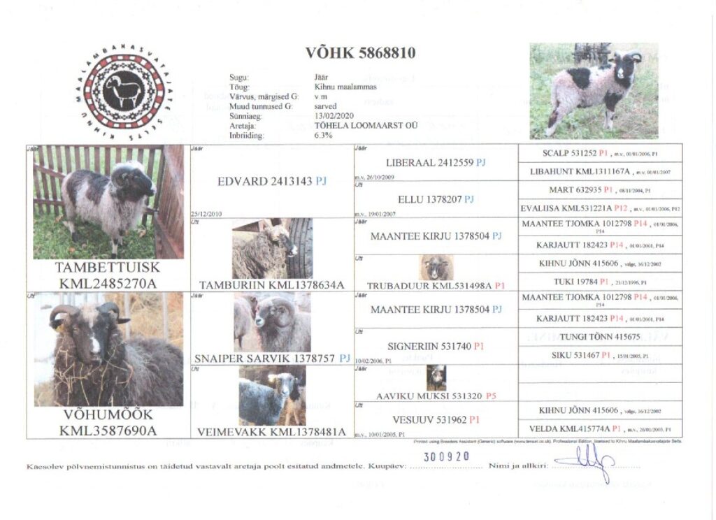 Jäärad – Kihnu Maalambakasvatajate Selts